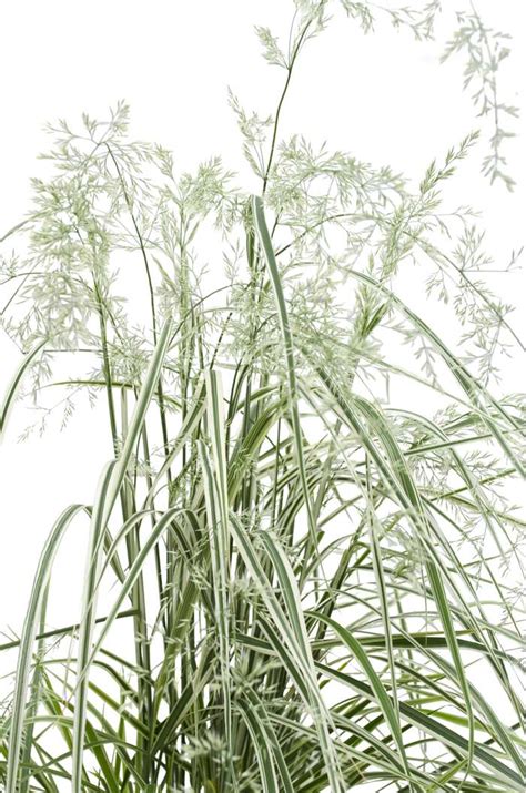 Calamagrostis X Acutiflora ‘overdam Perfect Garden