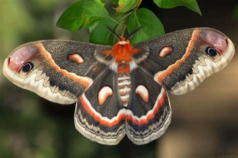 Download Cecropia Moth Spread Wings Wallpaper
