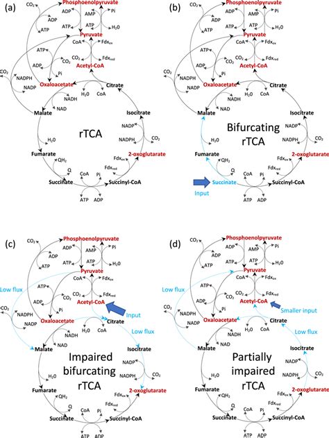 The Directions Of Steady State Fluxes Kinetically Simulated For Tca Download Scientific Diagram