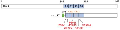 The Longest Human Tau Isoform 2n4r Contains 441 Amino Acids In This Download Scientific