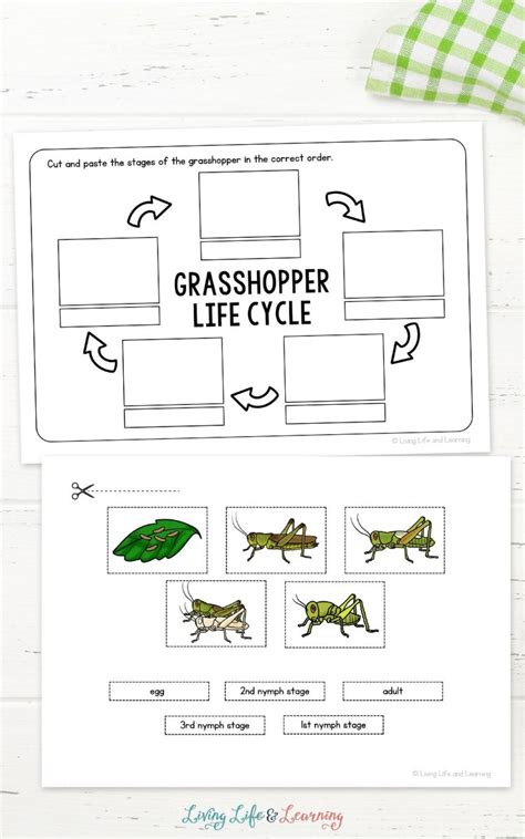 Grasshopper Life Cycle Worksheet