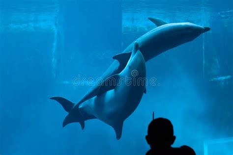 Common Bottlenose Dolphin Tursiops Truncatus Editorial Photo Image