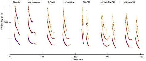 Spectrogram Of Vocalization Types Of Isolation Calls In Myotis