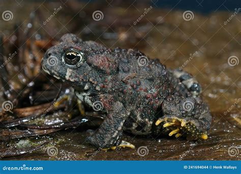 Close Up On A Juvenile Western Toad Anaxyrus Boreas Sitting On The