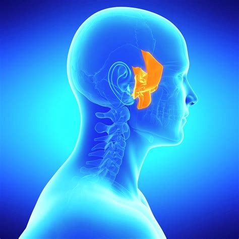 Sphenoid Bone Skeleton Model Human Skeleton Medical A