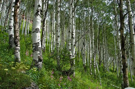 Береза у дома (71 фото) » НА ДАЧЕ ФОТО