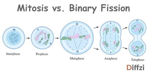 Mitosis Vs Binary Fission Diffzi