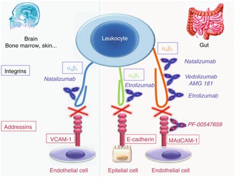 Anti Integrin Agents In Ibd Efficacy And Risk Of Complications