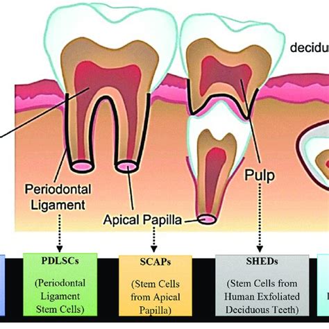 Dental Stem Cells In Different Locations In The Mouth Download
