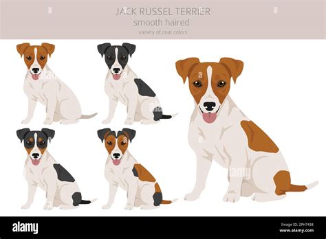 Jack Russell Terrier Different Coats At Melissa Trexler Blog