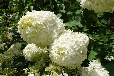 Native Hydrangeas A Beginners Guide The Plant Native