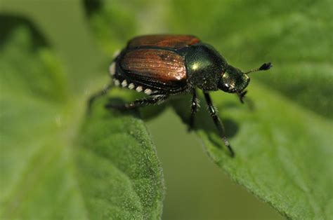 How To Prevent And Deal With Lawn Grubs