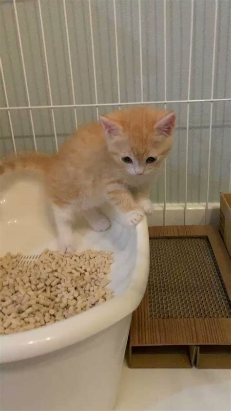 子猫「このカーブが好き～」｜つぶやきピックアップ Yahooリアルタイム検索