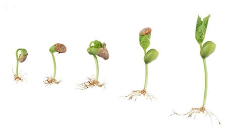 How To Germinate Hydroponic Seedlings