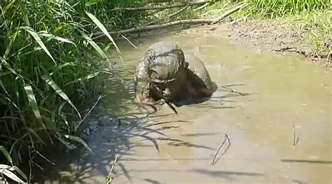 Mud Porn Videos Gay Xxx 2025 Xhamster