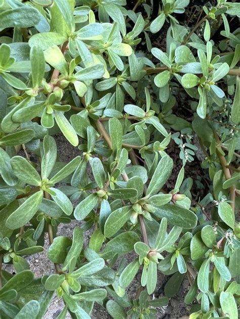 Is This Purslane Or A Look Alike Rwhatsthisplant