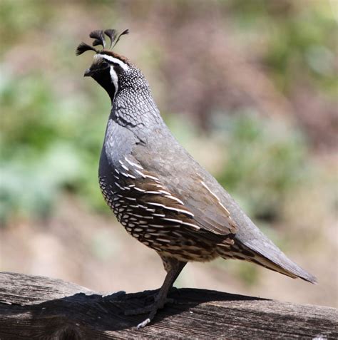 Quail Dictionary