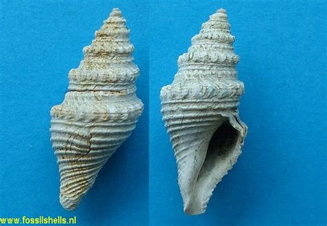 International Fossil Shell Museum Foundation For The Study Of Shells