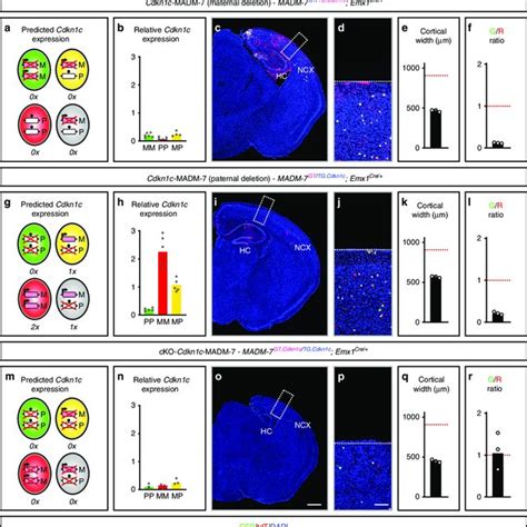 Cell Autonomous Growth Promoting Cdkn1c Function Is Independent Of