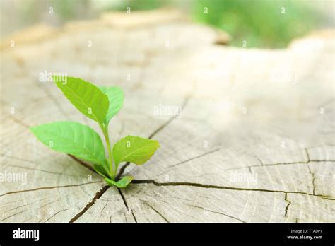 Plant Growing Through Trunk Of Tree Stock Photo Alamy