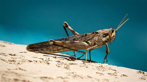 Winter Rain Spurred A Phoenix Grasshopper Invasion Axios Phoenix