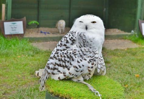 Discovering Birds Of Prey In North East England Dragons And Fairy Dust
