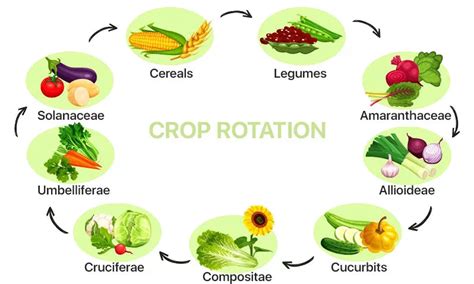 Crop Rotation Or Which Plants After Which To Grow In The Garden