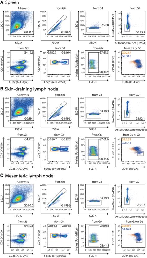 Phenotyping Of Treg Cells From Murine Spleen And Lymph Nodes A