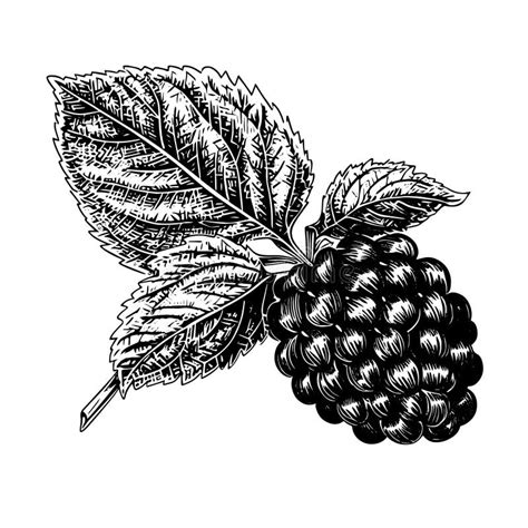 Raspberry Vector Drawing Isolated Hand Drawn Engraved Style