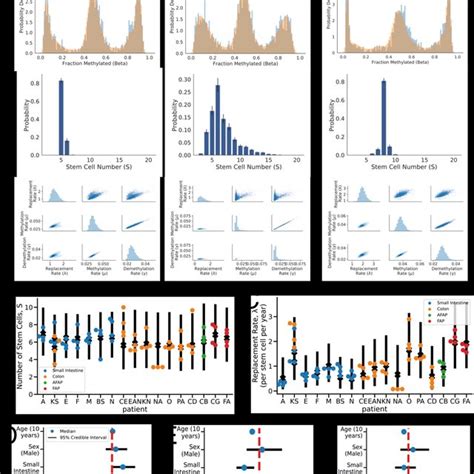 Tissue Specific Differences In The Stem Cell Dynamics A Examples Of