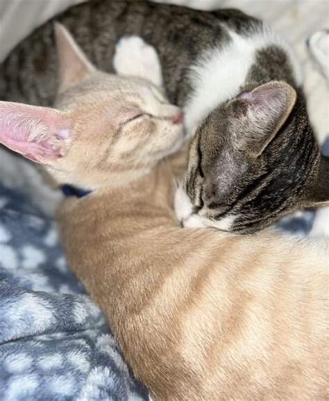 Cuddle Puddle Rprettypussy
