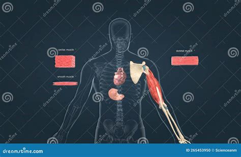 Types Of Muscle Tissue In The Human Body Stock Illustration