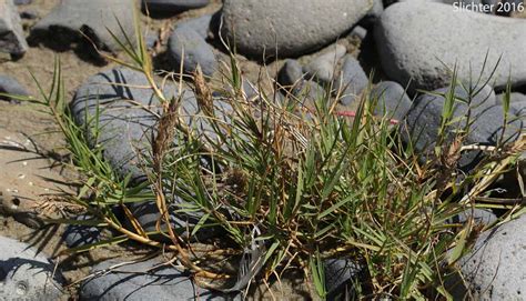 Alkaline Grass Coastal Saltgrass Inland Saltgrass Saltgrass