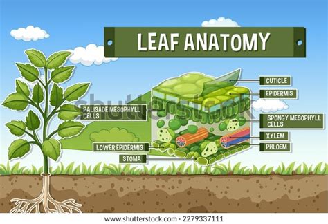 Internal Structure Leaf Diagram Illustration Stock Vector Royalty Free 2279337111 Shutterstock