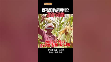 우리가 늘 먹는 Xx이 오래되면 ‘간암 유발합니다 간암 건강 잡곡 꿀팁 Youtube