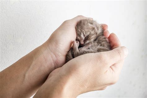 Funny Newborn Tabby Kitten Scottish Fold Lies In Female Hands And