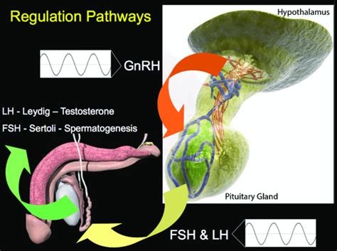 Llustration Of The Hypothalamo Pituitary Gonadal Axis Part 1 Download Scientific Diagram