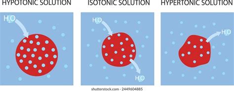 156 Hypotonic Solution Stok Vektörü Ve Vektör Sanatı Shutterstock
