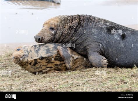 Mating Seal Hi Res Stock Photography And Images Alamy