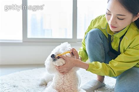 대한민국 한국 딩펫족 신조어 비숑프리제 순종개 양치질 솔질 도그워커 직업 펫케어 이미지 Jv13158324 게티이미지뱅크