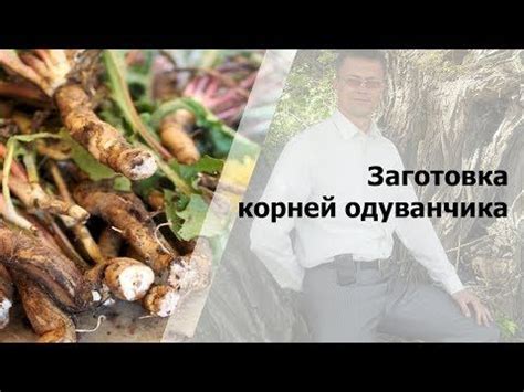 Заготовка корней одуванчика - YouTube | Одуванчик, Одуванчик ...