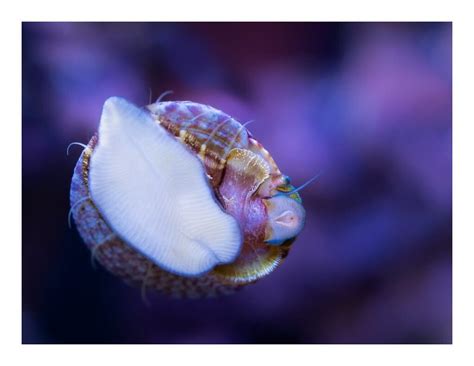 Understanding Mollusks Top 10 Mollusks For Your Reef