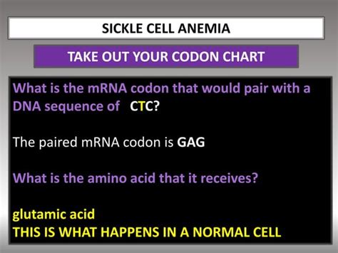 Human Genomics 1 Karyotypes And Mutations Ppt