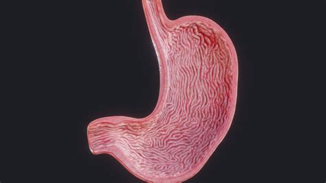 Human Stomach Cross Section Buy Royalty Free 3d Model By Zames1992