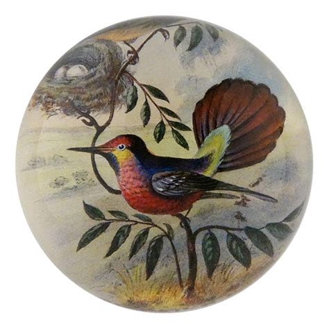 Ruby Crested Hummingbird