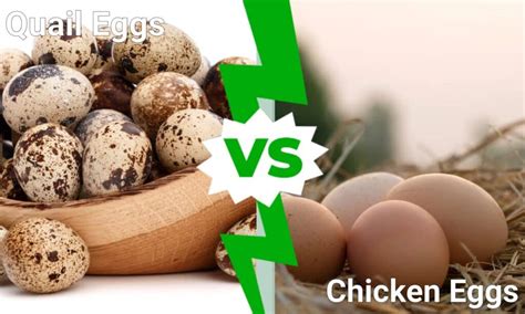 Eagle Egg Compared To A Chicken Egg