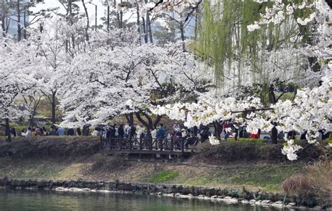 호숫가 걸으며 벚꽃비 맞을까석촌호수 벚꽃축제 열린다 파이낸셜뉴스