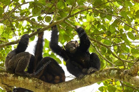 Chimpancé Común Pan Troglodytes Schweinfurtii Relajándose En Un árbol