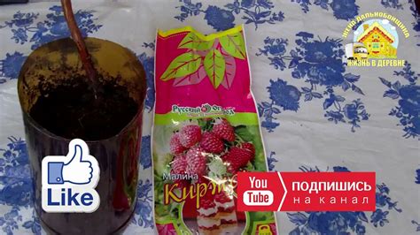 Обзор малины КИРЖАЧ из Фикс Прайса // Fix Price // Огород 2018 // Жизнь ...
