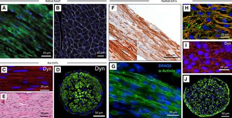 Engineering Cardiac Muscle Tissue Circulation Research
